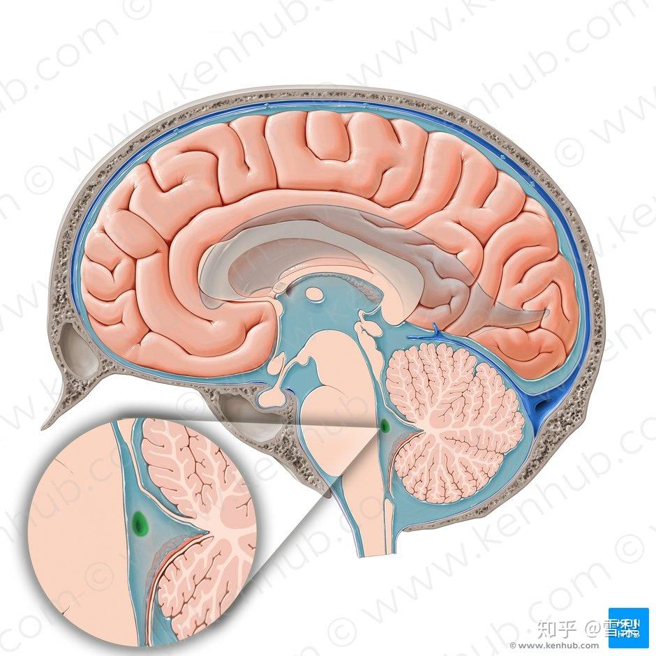Fourth ventricle 四脑室 - 知乎