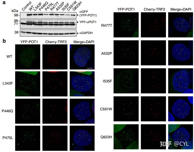 【文献翻译】人POT1-TPP1端粒复合体的结构和功能分析 - 知乎