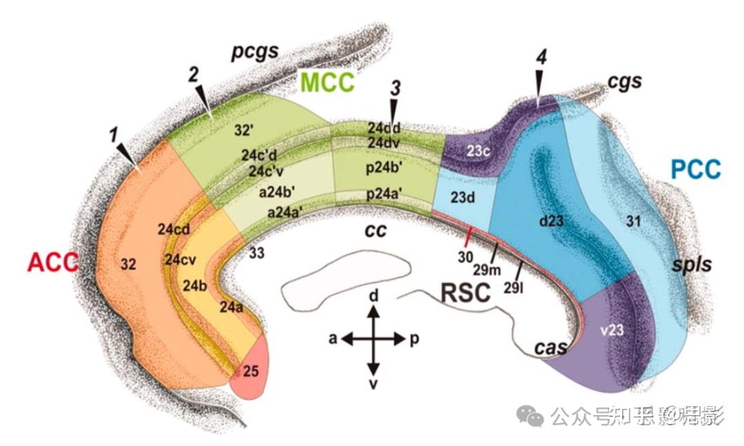 扣带皮层：解剖、结构与功能连通性 - 知乎
