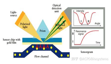ACRO百普赛斯坚持用SPR/BLI双平台质控蛋白结合活性的原因 - 知乎