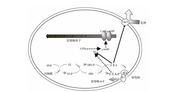 【菌周刊】大肠杆菌分解阻遏效应（CCR）及其影响因素分析 - 知乎