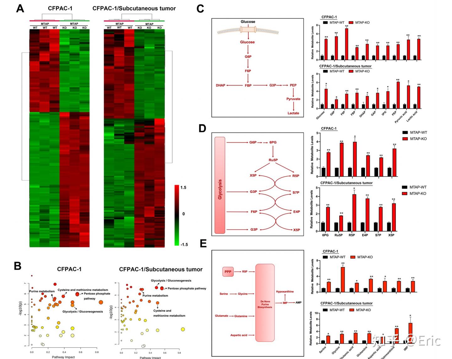 Cancer research | MTAP缺失诱导的代谢重塑增加胰腺癌嘌呤从头合成和糖酵解共靶向敏感性 - 知乎