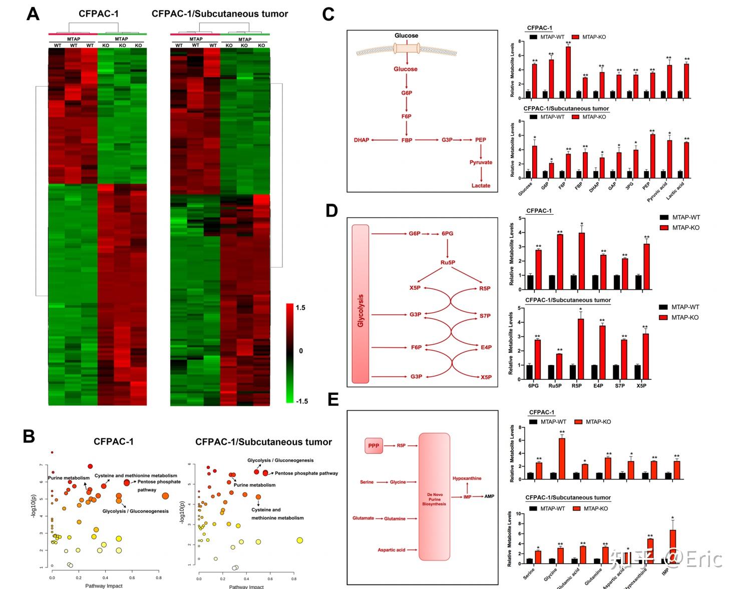 Cancer research | MTAP缺失诱导的代谢重塑增加胰腺癌嘌呤从头合成和糖酵解共靶向敏感性 - 知乎