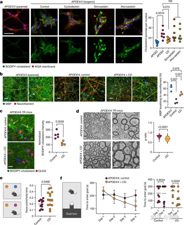 Nature 文章:APOE4通过少突胶质细胞胆固醇失调损害髓鞘形成 - 知乎