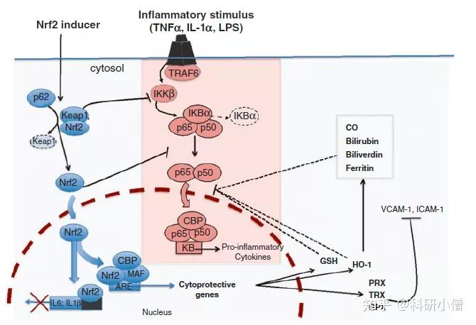 【小优细节君】如何做好NRF2 ？ - 知乎