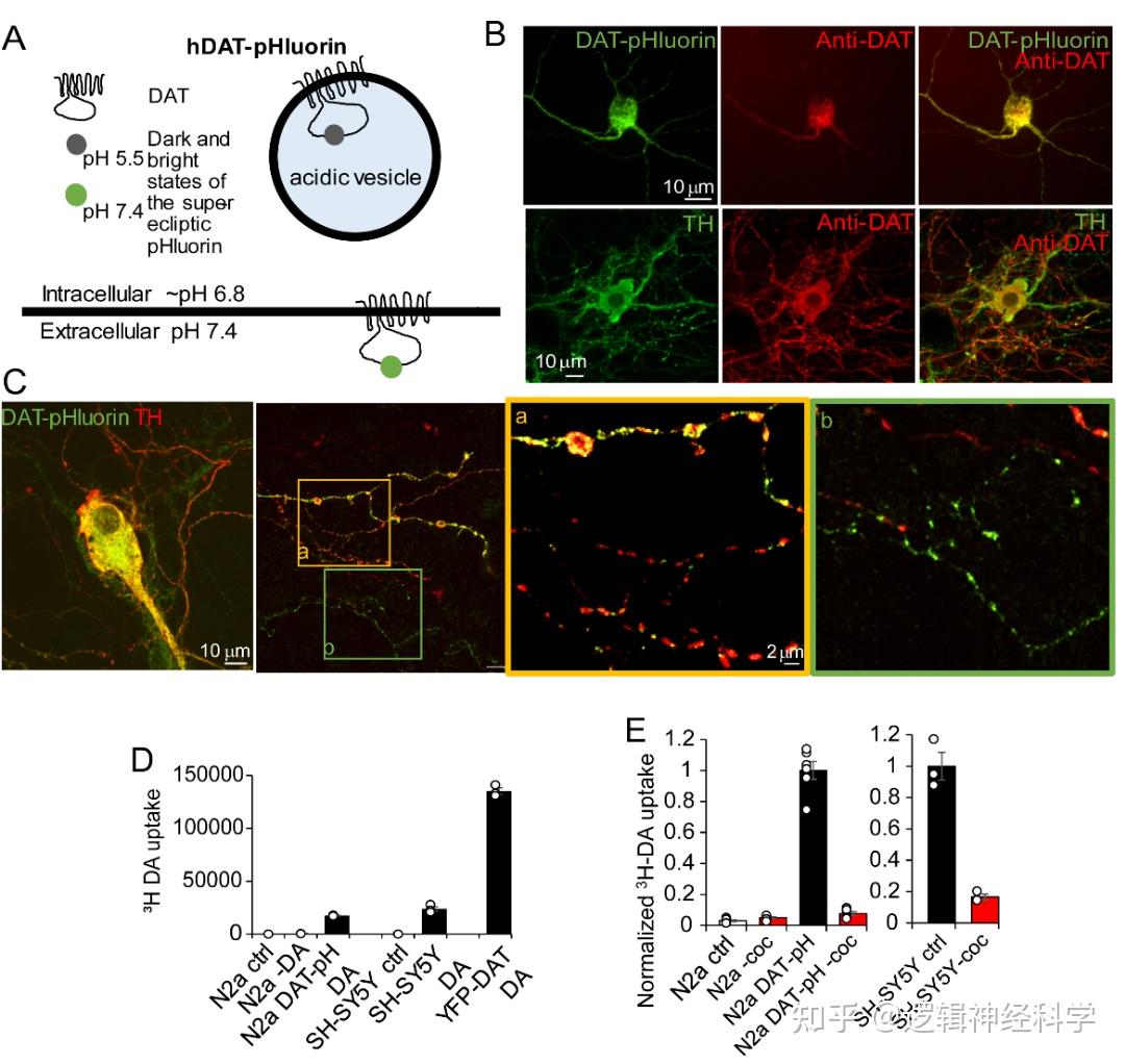 iScience︱研究毒品可卡因产生兴奋和成瘾机制的新工具：罗格斯大学（Rutgers University）潘平越课题组开发出监测神经元上多 ...
