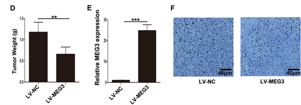 AAV/Lentivirus介导lncRNA过表达及干扰 - 知乎
