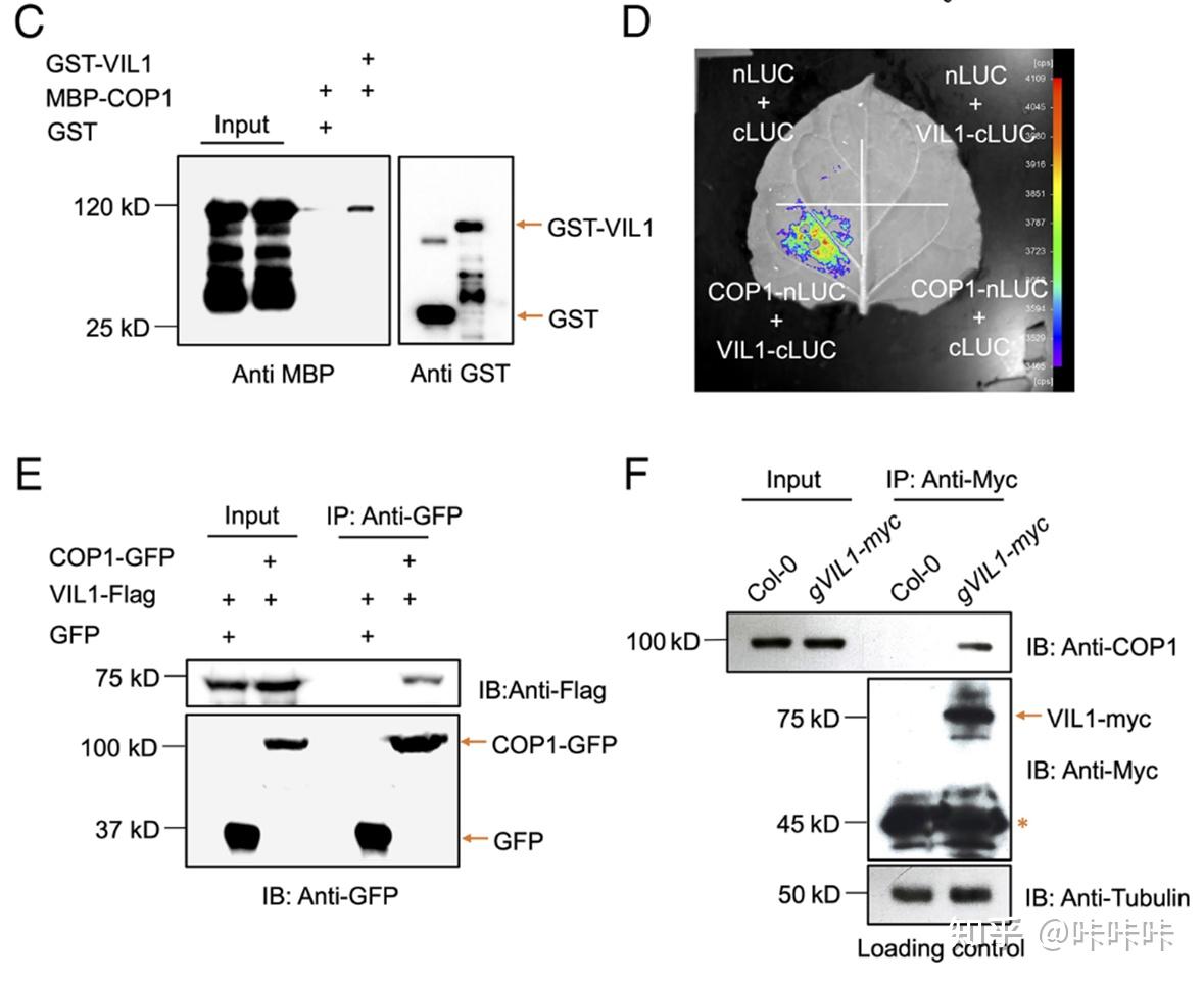 文献解读——COP1调控光依赖的染色体重塑 - 知乎