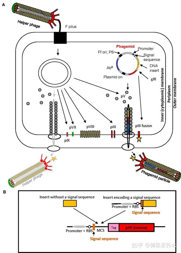 噬菌体展示 - 知乎