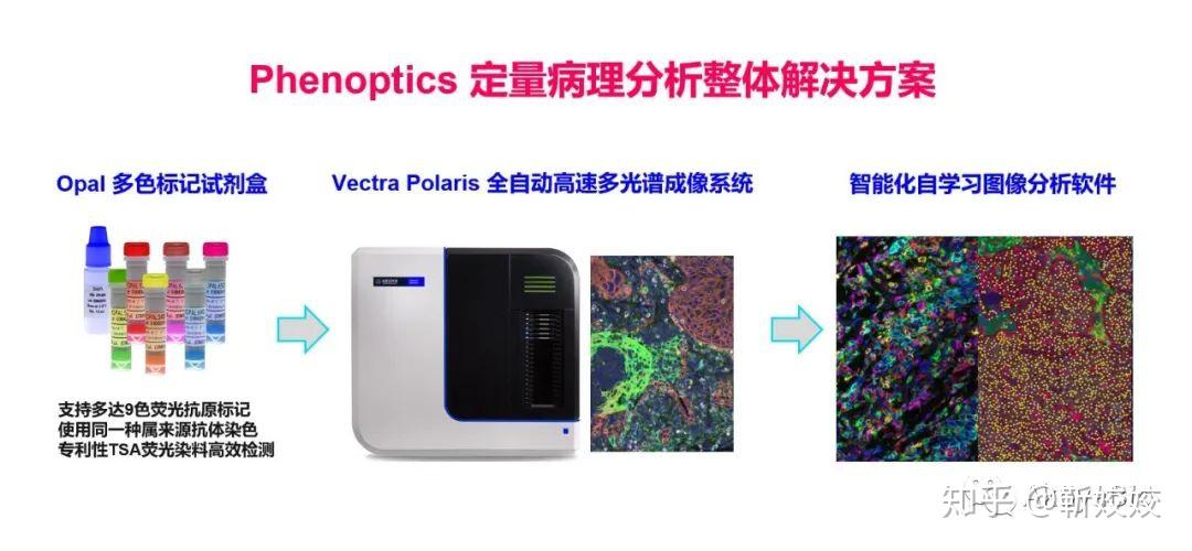 一文详解Phenoptics多色免疫组化及多光谱定量病理创新分析方案 - 知乎