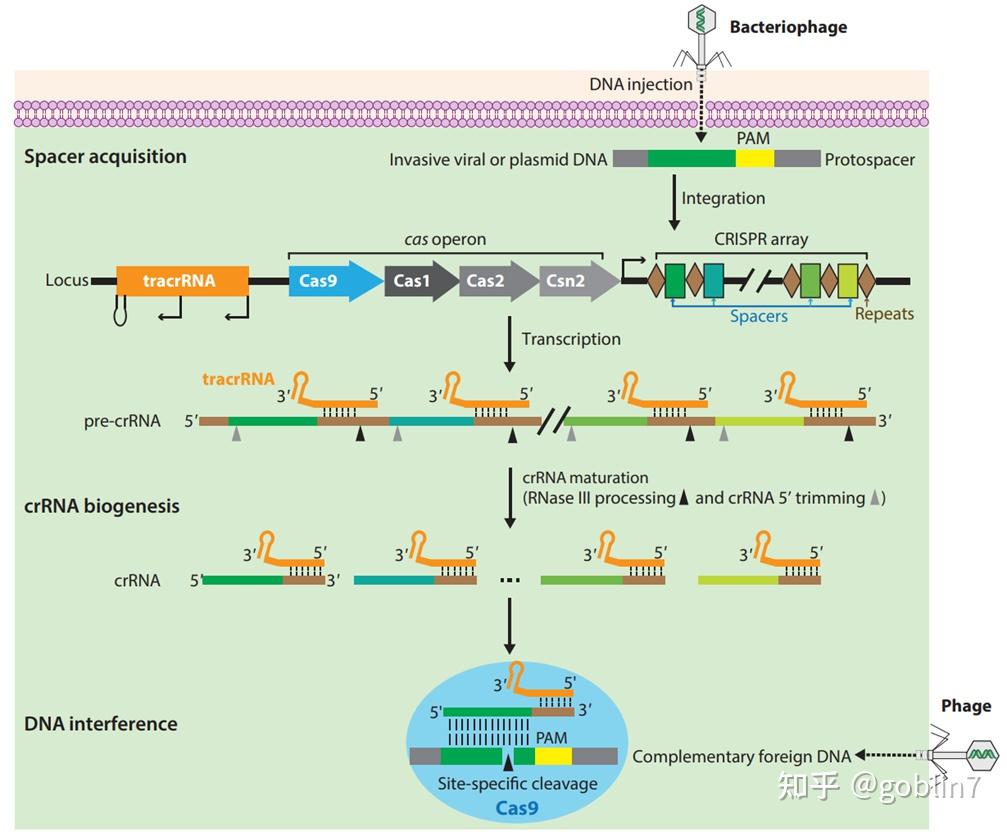 基因编辑的潘多拉——CRISPR-Cas9技术 - 知乎