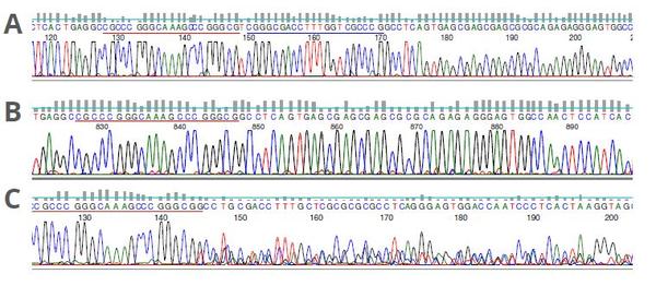 解决基因治疗痛点——AAV-ITR测通+载体稳定构建 - 知乎