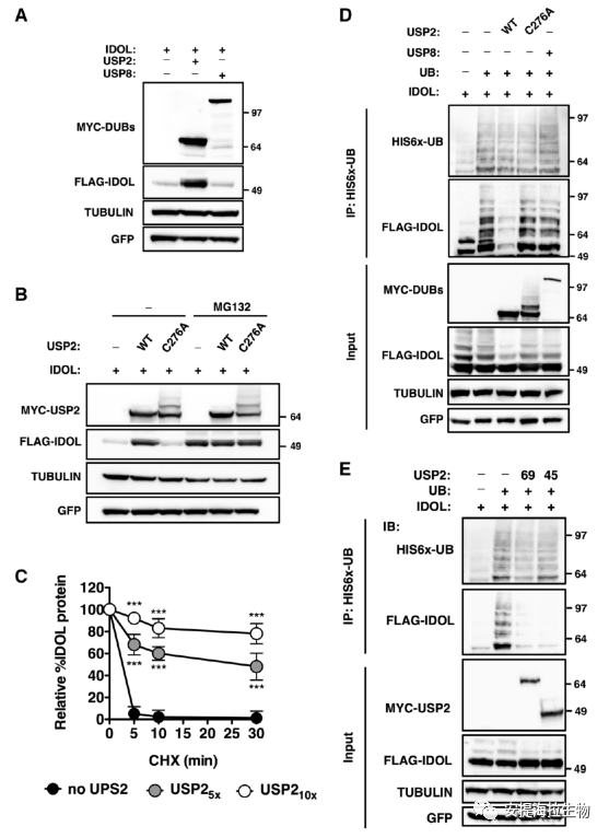 USP2通过拮抗E3-泛素连接酶IDOL调控LDLR信号通路 - 知乎