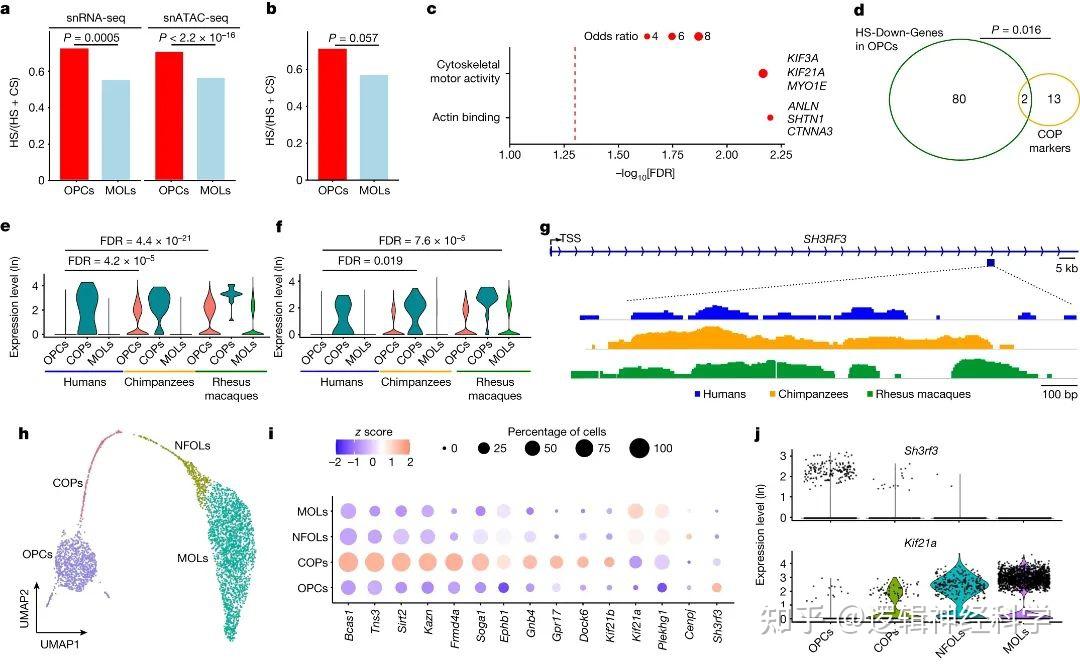 Natrue︱德州大学西南医学中心科研团队发现驱动人类大脑细胞复杂性进化的分子特征 - 知乎