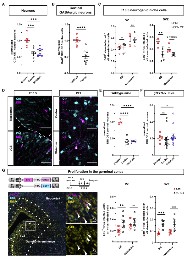 Neuron: GABA信号调控神经发生 - 知乎