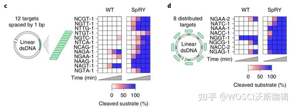 NBT (IF=68) | 突破PAM限制！Cas9变体SpRY实现无需PAM的精确编辑 - 知乎