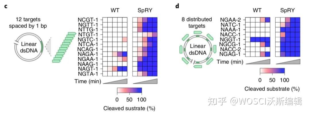 NBT (IF=68) | 突破PAM限制！Cas9变体SpRY实现无需PAM的精确编辑 - 知乎