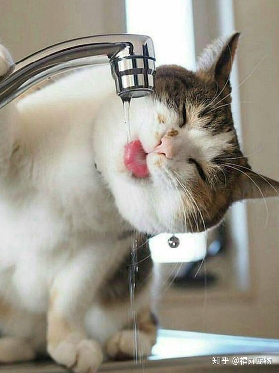 【猫咪喝水量】成猫一天喝多少水?一文教你计算每日所需水量! 知乎
