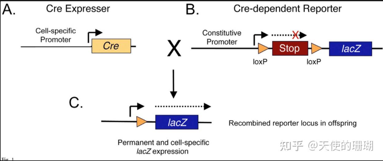鉴定祖细胞对异位骨发生的贡献 - 知乎