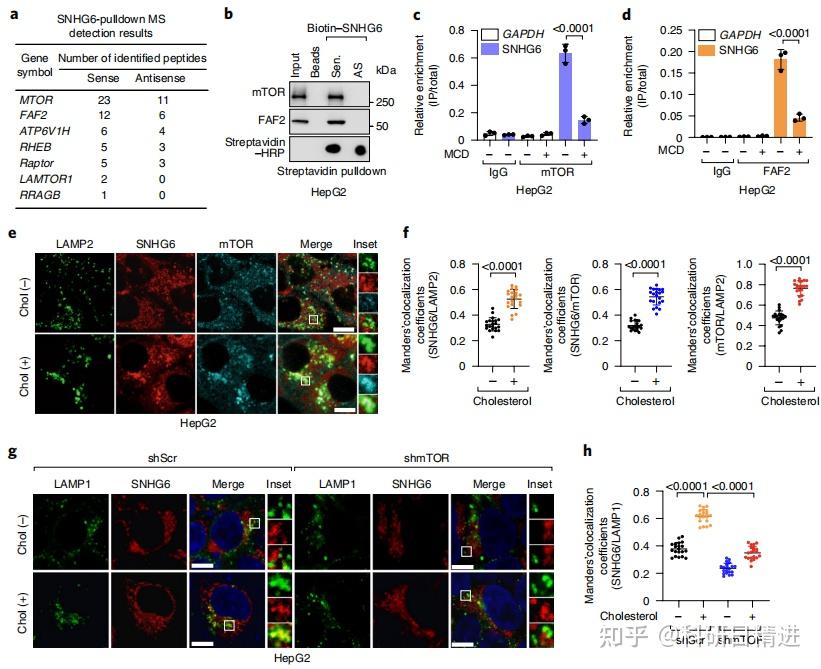 Nature Metabolism | lncRNA介导细胞器互作促进肝脏癌变 - 知乎