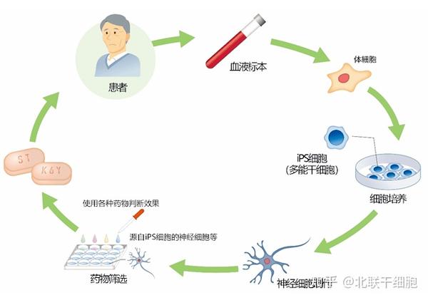 iPS细胞技术的简述及应用前景 - 知乎