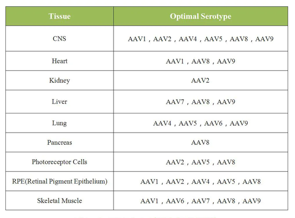 盘点神经研究中常用的AAV血清型 - 知乎