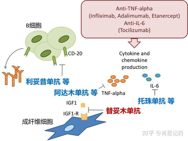 记住治疗甲状腺眼病生物药 | Teprotumumab 替妥木单抗 | 胰岛素样生长因子1受体（IGF-1R）拮抗剂 - 知乎