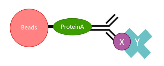 IP，Co-IP，GST-Pull Down傻傻分不清楚？ - 知乎