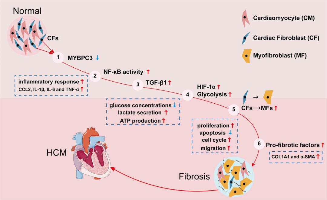 文献解读 | 通过基因编辑猪探索心肌纤维化发病机制！ - 知乎