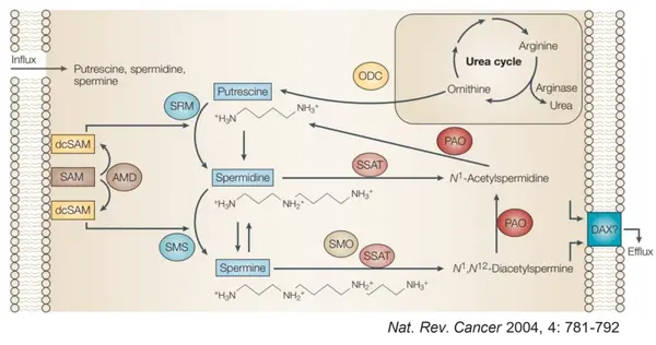 干货分享丨多胺的功能和检测 - 知乎