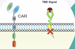 海外上市捷报频传 l 传奇生物在纳米抗体研发上布局 - 知乎
