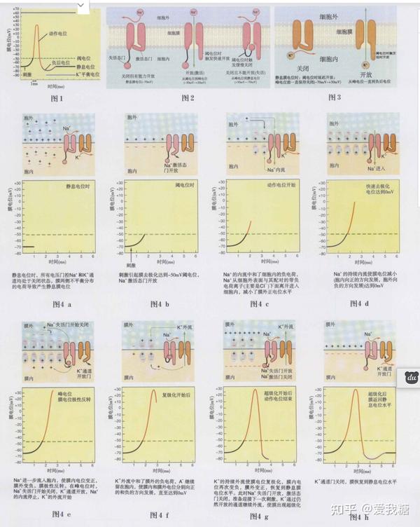 基于Brian2的HH-model-公式研究 - 知乎
