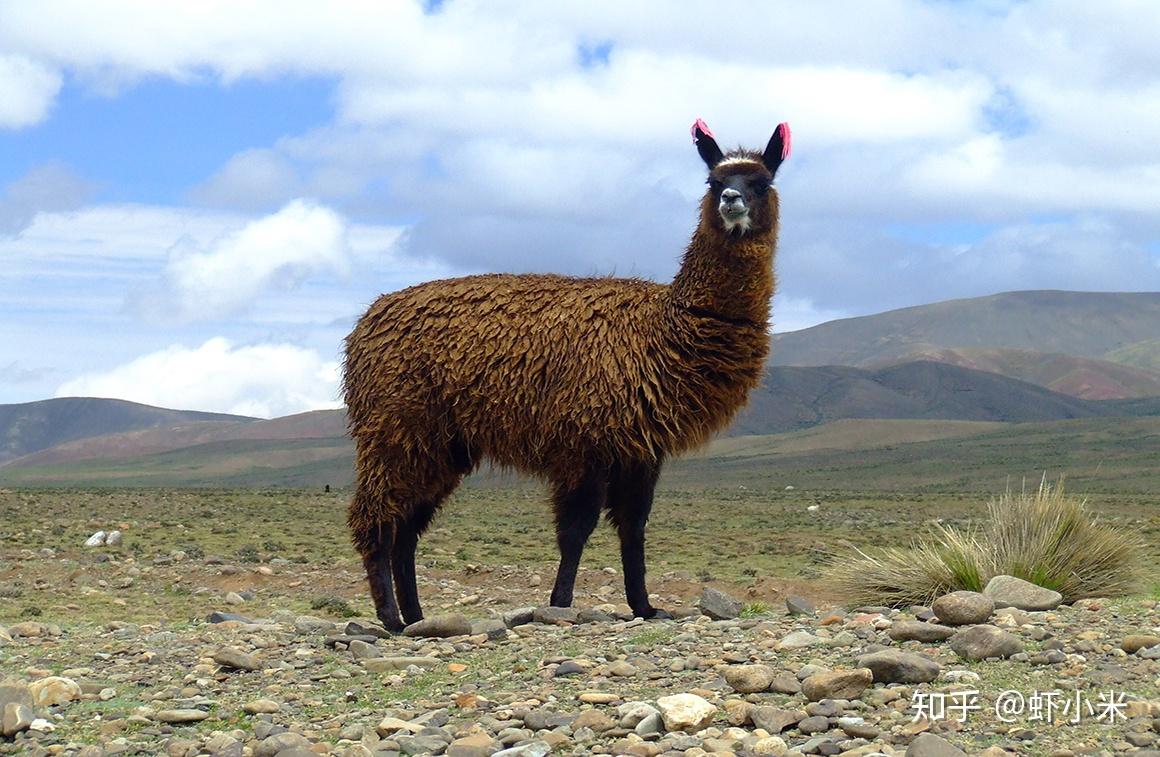Guanaco, Llama, Vicuña, Alpaca该怎么区别 - 知乎