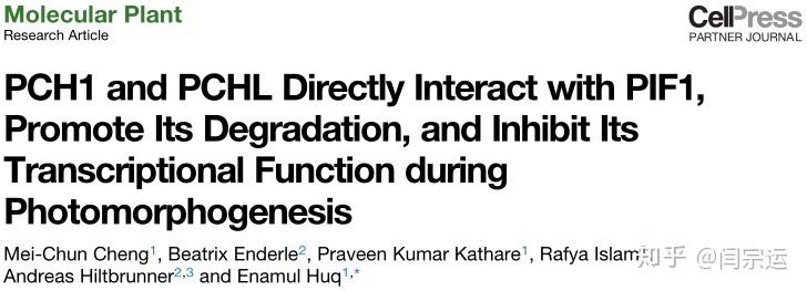 Molecular plant︱PCH1和PCHL调控光形态建成的新机制 - 知乎
