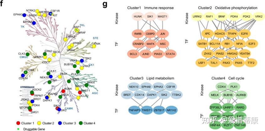 一“鳞”半爪 “腺”露峥嵘——蛋白质组学揭示了鳞癌和腺癌在多个组织间的关键差异 - 知乎