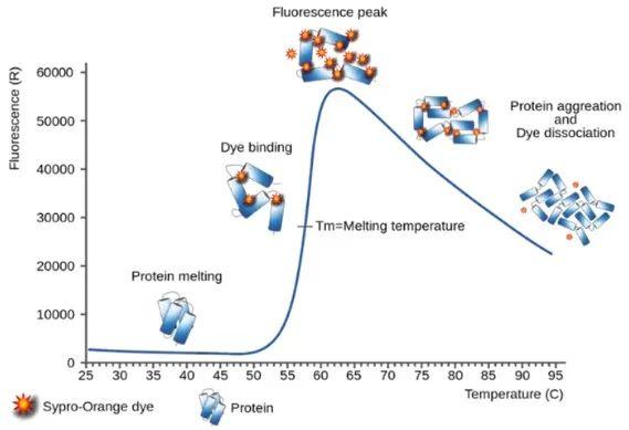 一文读懂差示扫描荧光法（DSF） - 知乎