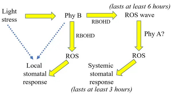 Plant Physiol | 光敏色素PhyB在植物光胁迫响应中的作用机制 - 知乎