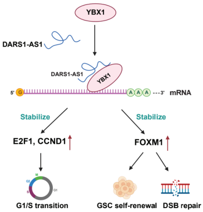国自然热点 | LncRNA在基因表达调控中的分子机制 - 知乎