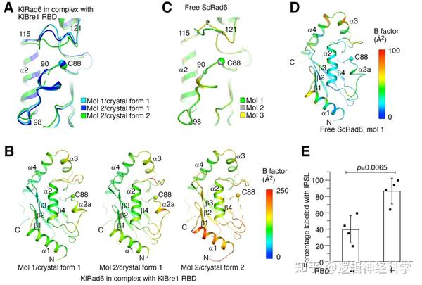 eLife︱天津医科大学向嵩/武汉大学陈学峰团队揭示Bre1 RBD激活Rad6的结构生物学基础 - 知乎