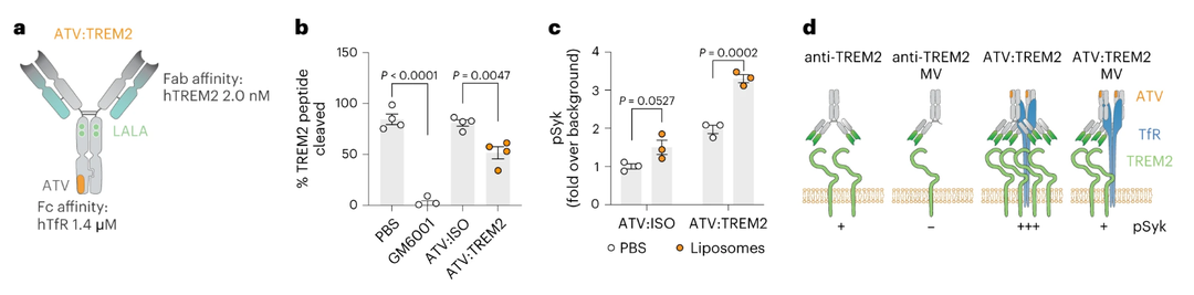 【明星靶点TREM2】盘点TREM2对AD、肥胖症、癌症以及心脏疾病的作用机制 - 知乎