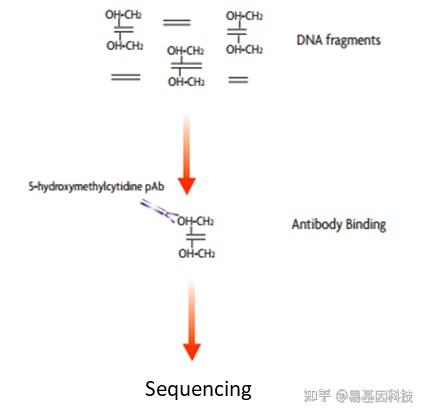 一种全新的检测DNA羟甲基化的技术：ACE-Seq - 知乎