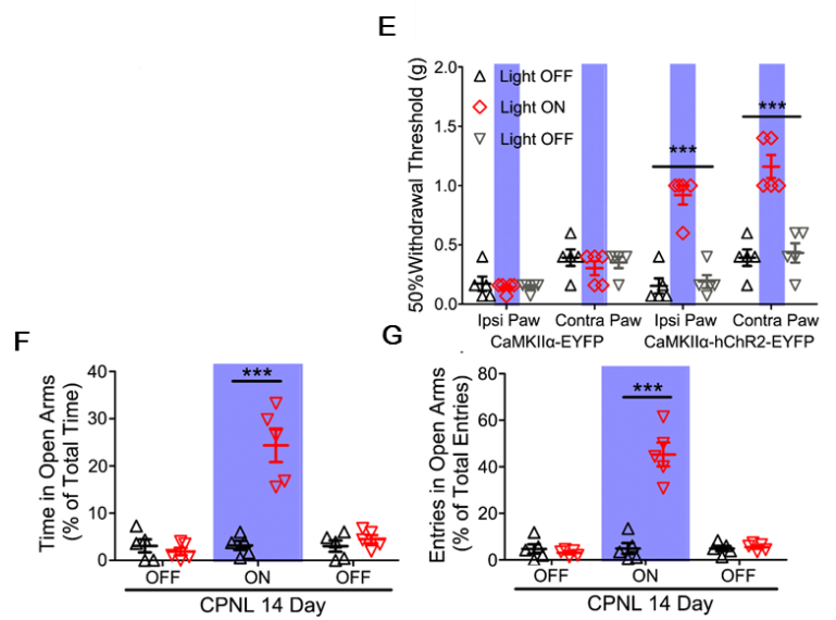 【客户文章】空军军医大学李云庆教授、董玉琳副教授团队在dmPFC-vlPAG投射神经元参与疼痛维持阈值和抗焦虑行为研究取得新进展 - 知乎
