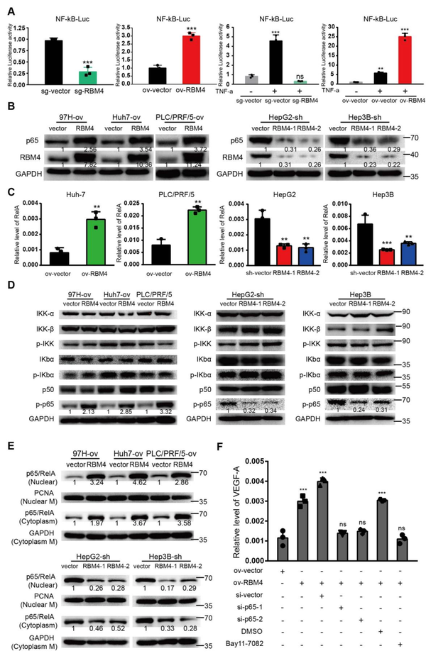 Pharmacol Res | 周国雄/叶军团队研究发现RBM4通过选择性激活VEGF-A的表达来促进肝癌中的血管生成 - 知乎