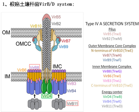 Type IV secretion system, T4SS知识介绍2 - 知乎