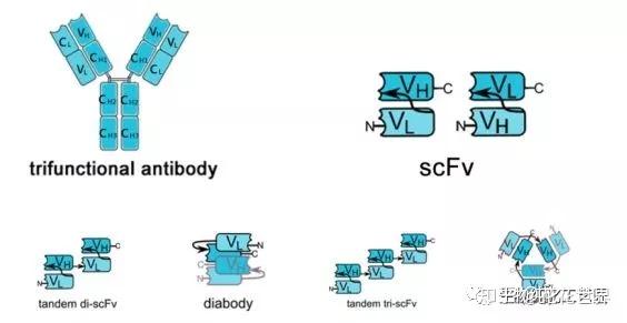 Single-Chain Fragment Variable (ScFv) - 知乎