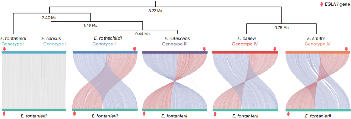 Nat Ecol Evol项目文章详解 | 兰州大学李克欣/刘建全合作揭示基因组结构变异和3D基因组进化在高原鼢鼠低氧适应中的作用 - 知乎