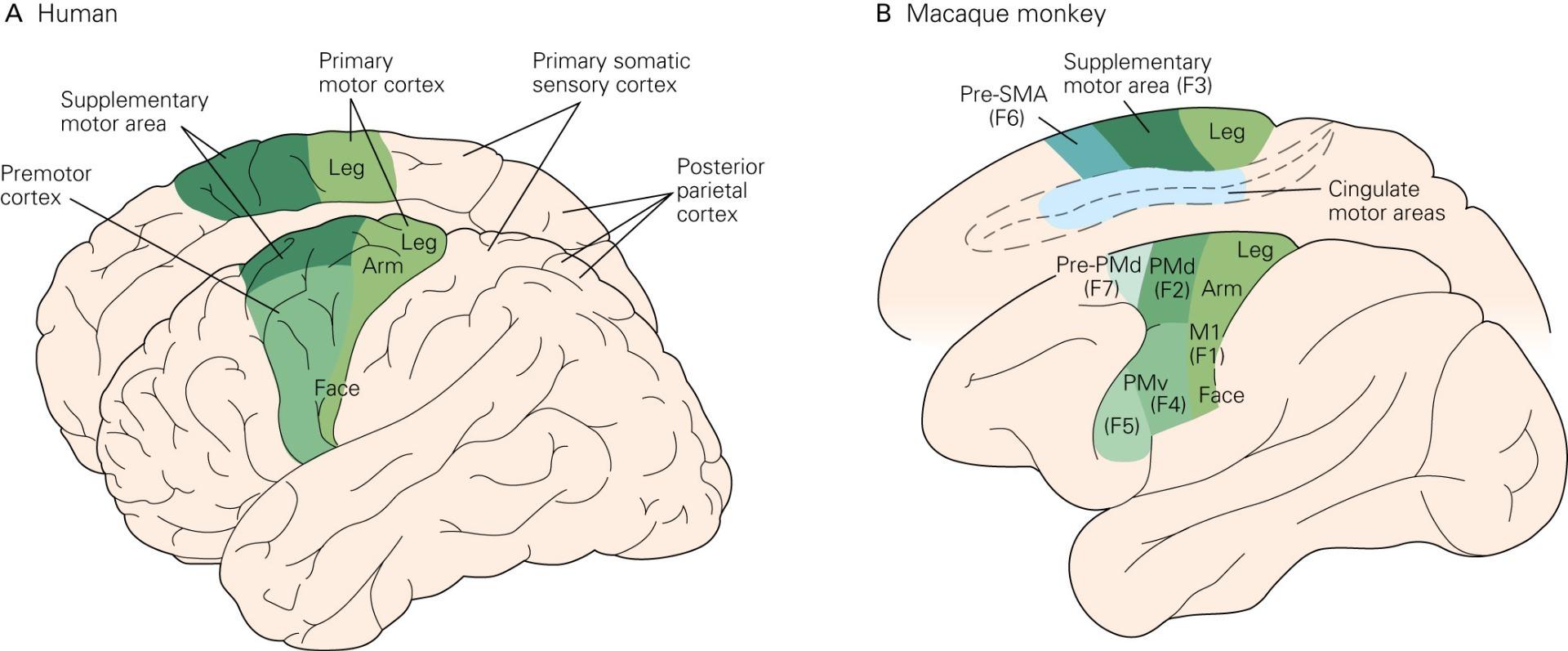 当我们用记忆中的图像在大脑中创造出新图像时，我们使用的是大脑中的哪一部分？ - 知乎