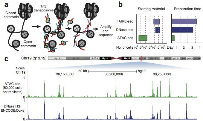 ATAC-seq：染色质开放性测序技术 - 知乎