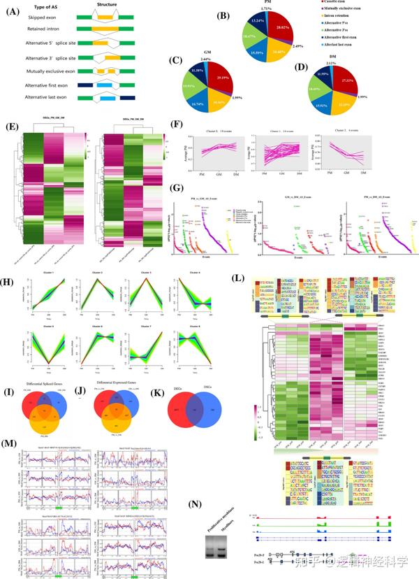 Cell Prolif︱华南农业大学团队揭示肉鸡体外肌纤维形成过程的可变剪接动态以及TRA2B的剪接调控作用 - 知乎