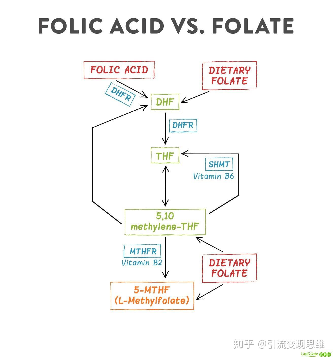 你需要知道的FOLATE与FOLIC ACID - 知乎
